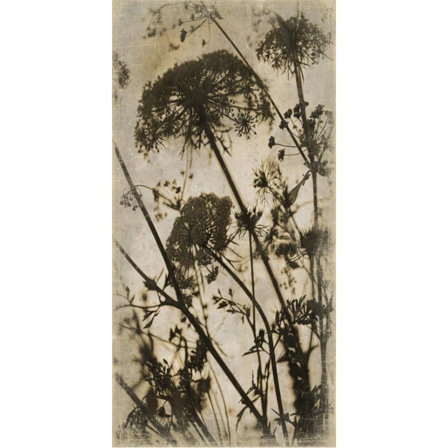 Toile Botanica Carottes Sauvages, 90x180cm | Alfonz - Maison Saint Sa